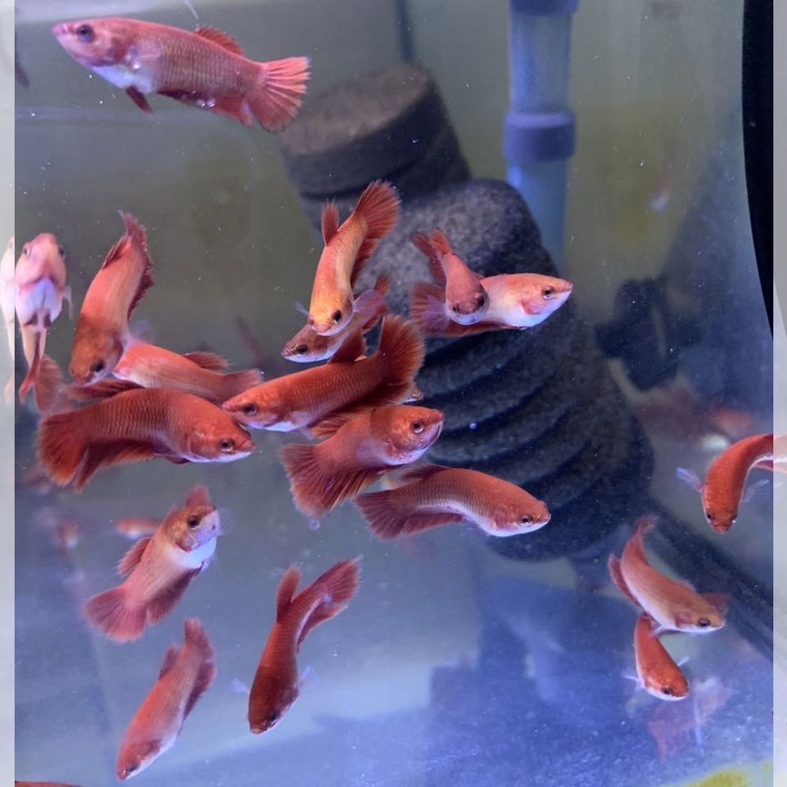 Рыбка петушок