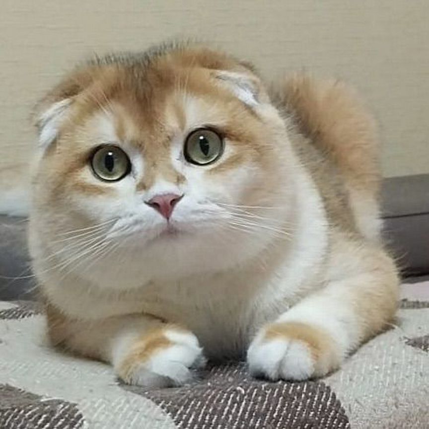 Шотландский котик ny 12