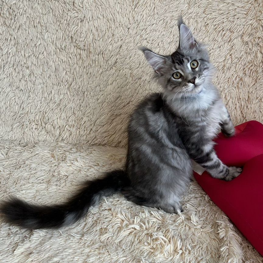 Котик