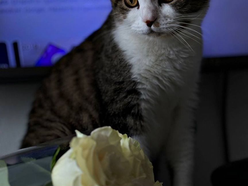 Котик в добрые руки