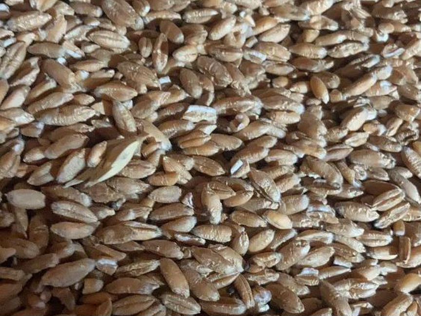 Семечко, Фуражный горох корма