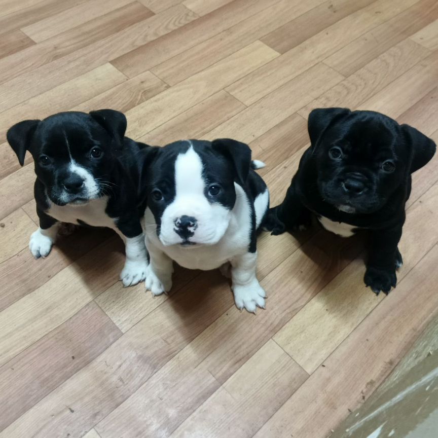 Американский булли, щенок