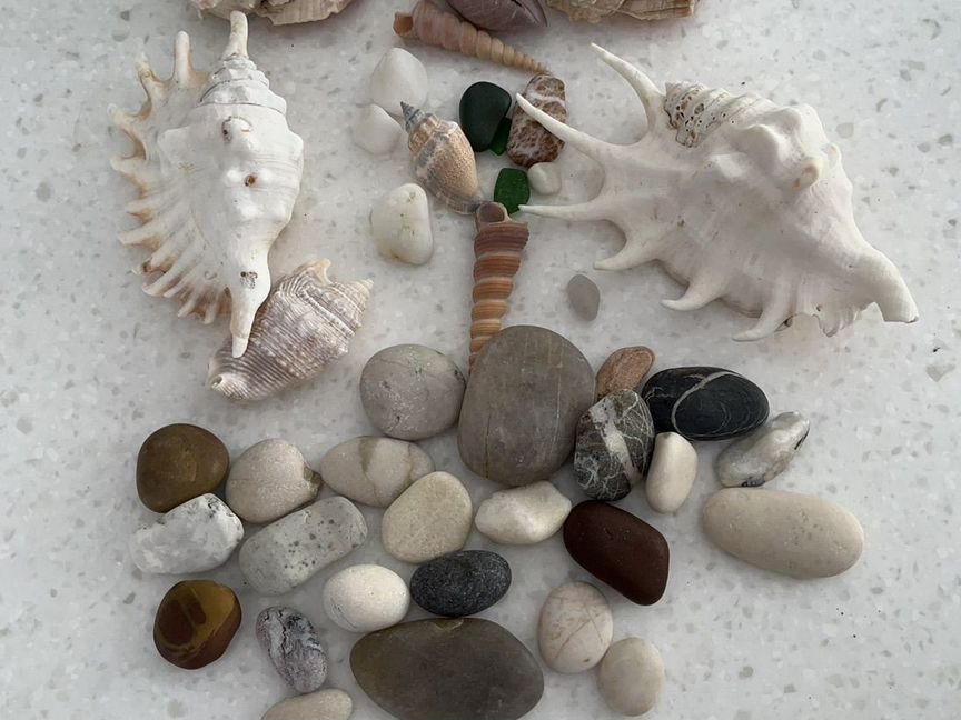 Набор натуральных ракушек для аквариума