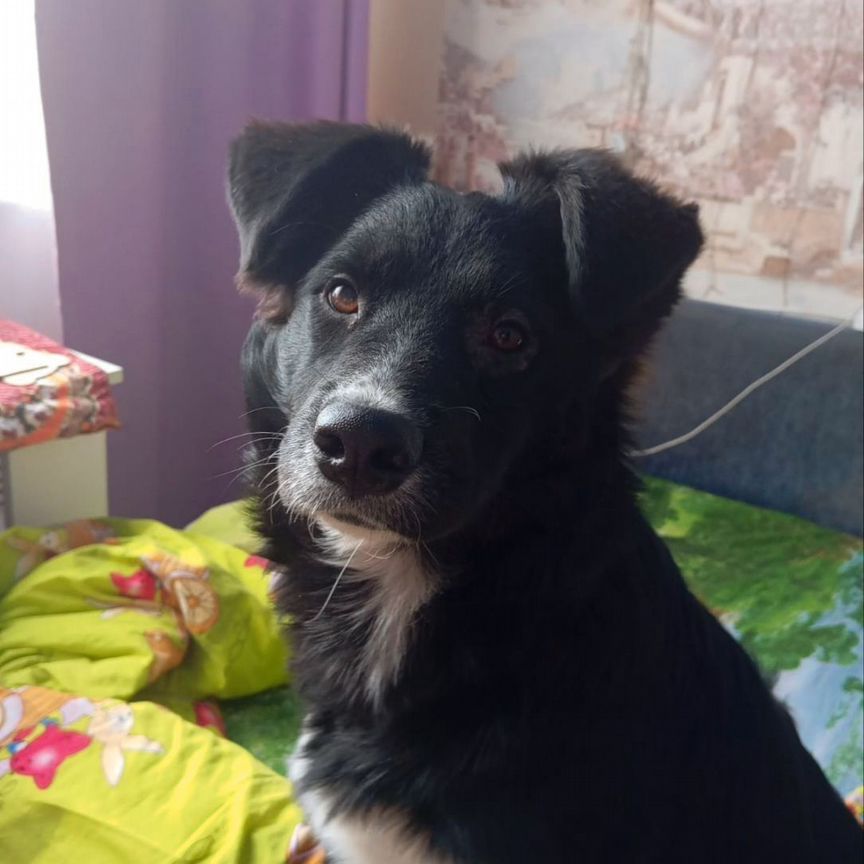 Пёсик в добрые руки