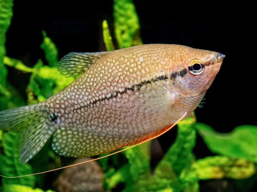 Гурами жемчужный