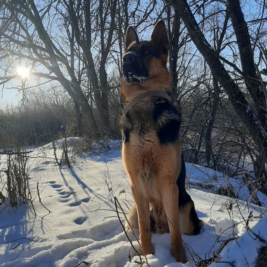 Немецкая овчарка