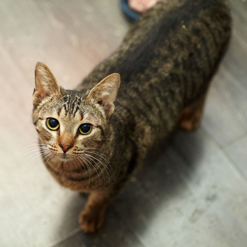 Котята шпроты в добрые руки