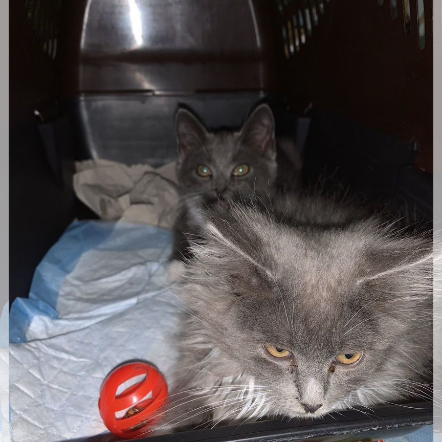 Уличные котята