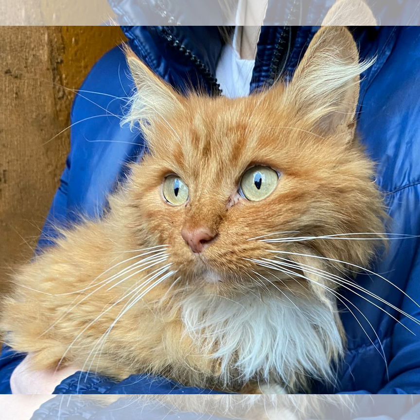 Котик в добрые руки