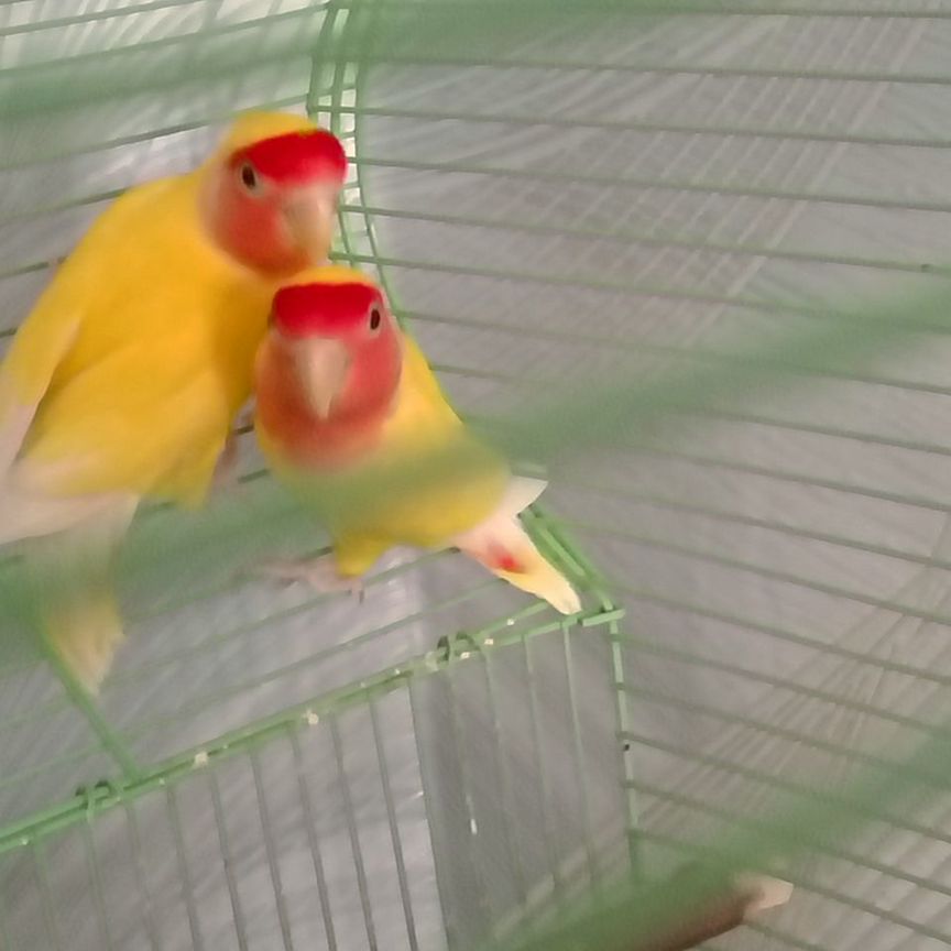 Волнистый попугай с клеткой