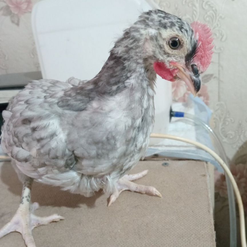 Продам цыплят помесных