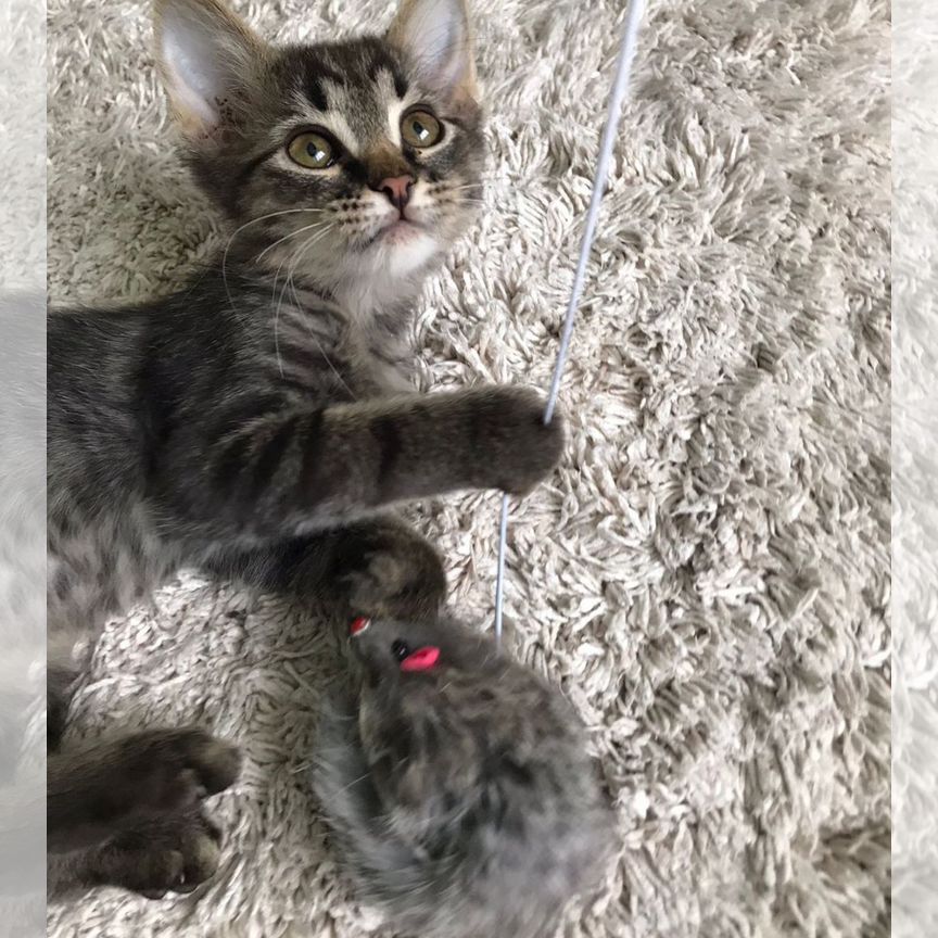 Котенок мальчик