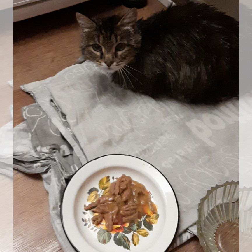 Британский длинношёрстный, взрослый кот