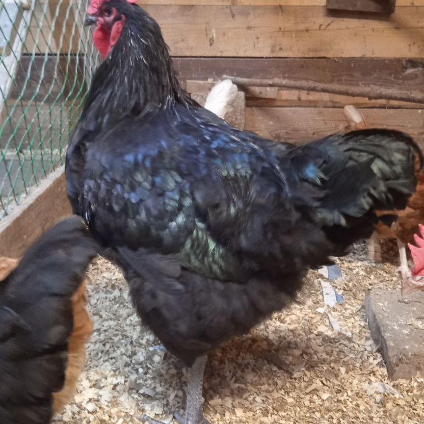 Петух джерсийский гигант