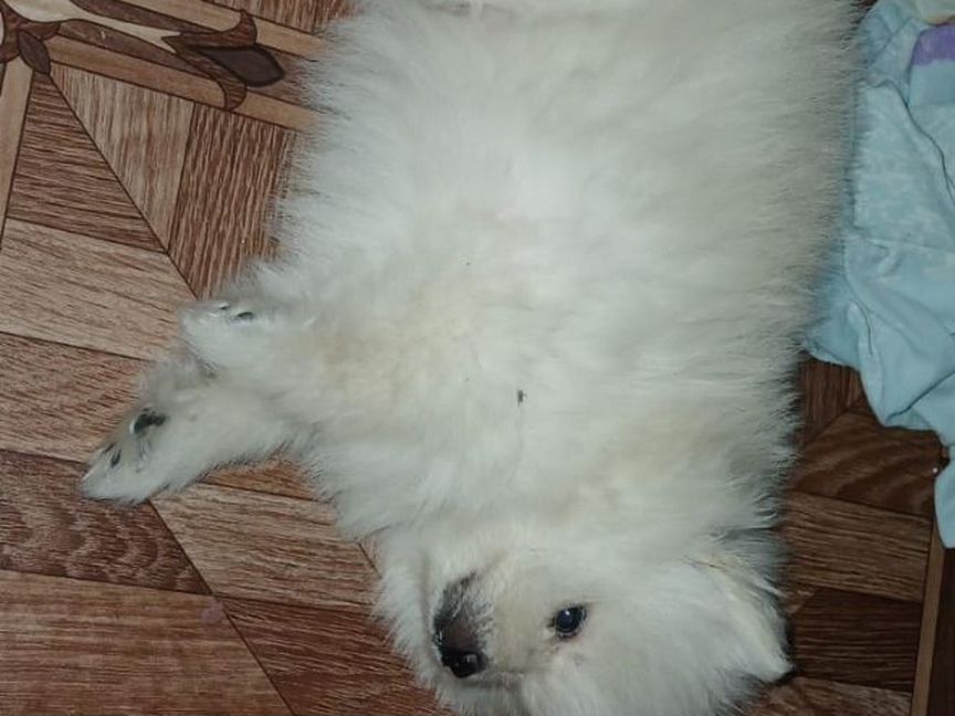 Продам шпица девочка