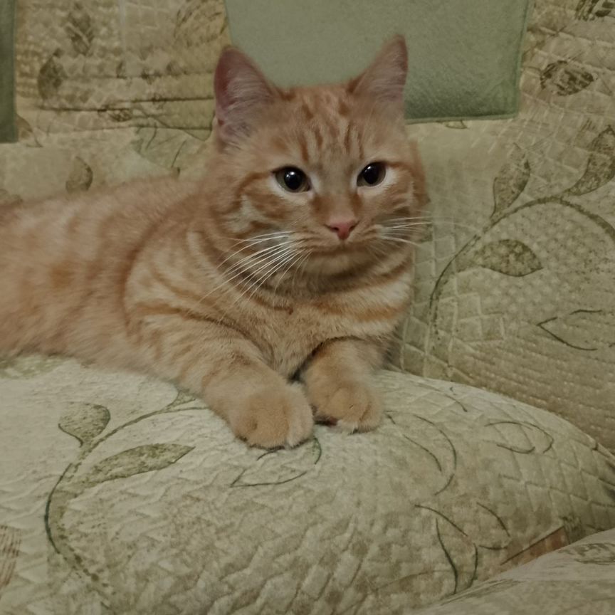 Молодой рыжий котик
