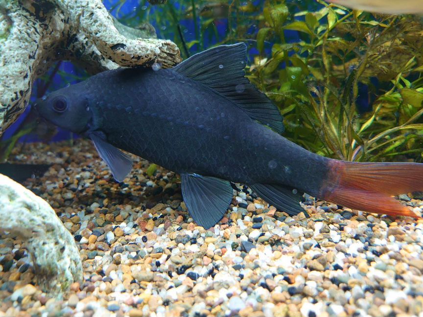 Рыба Лабео биколор