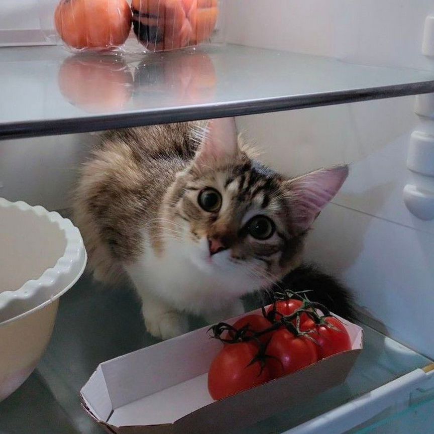 Кошка