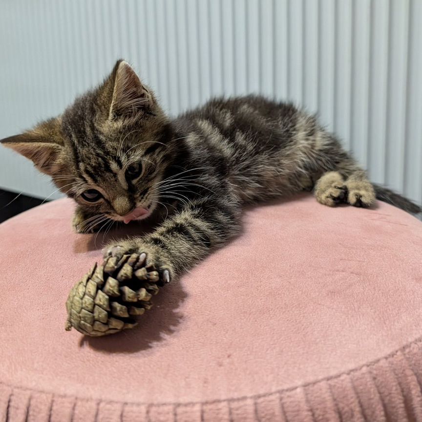 Котёнок в добрые руки