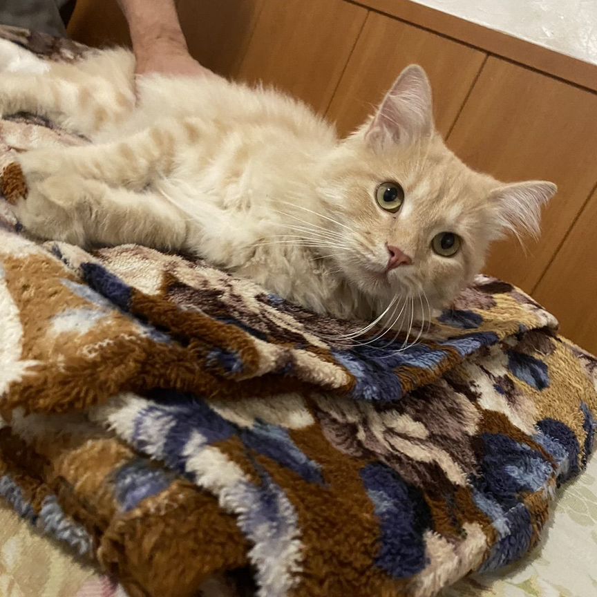 Кот котенок