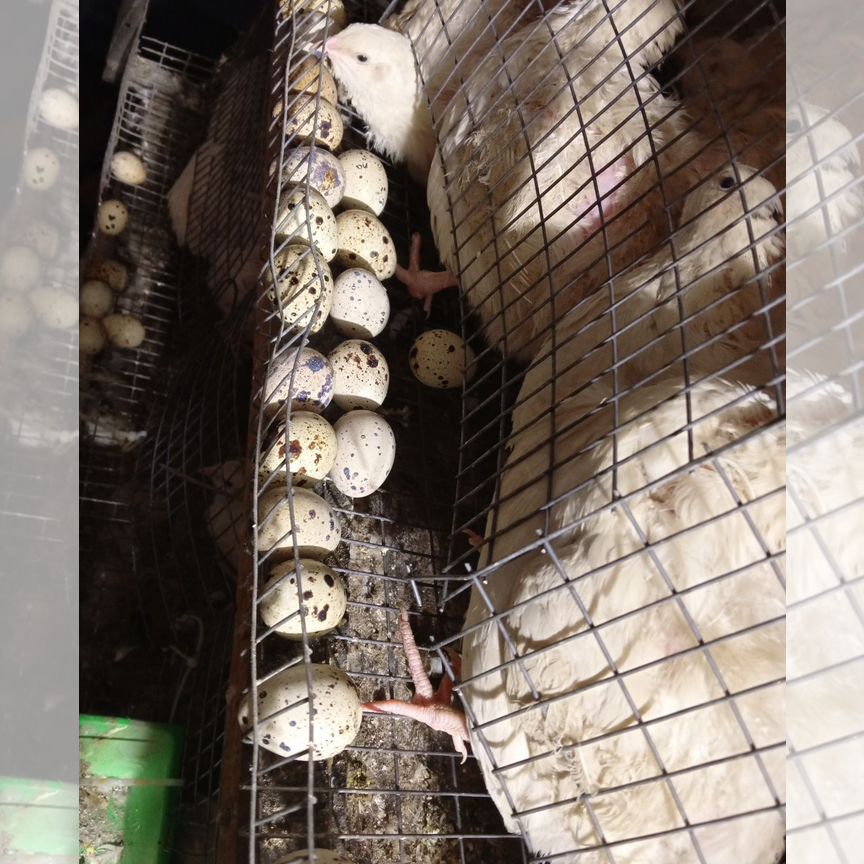 Инкубационное яйцо перепелов белый гигант