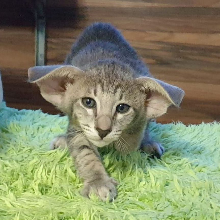 Экстрим кошечка в разведение