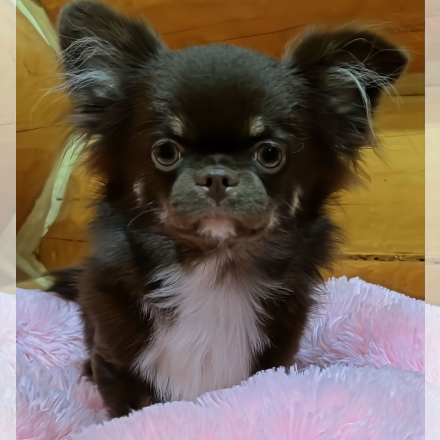 Чихуахуа, щенок