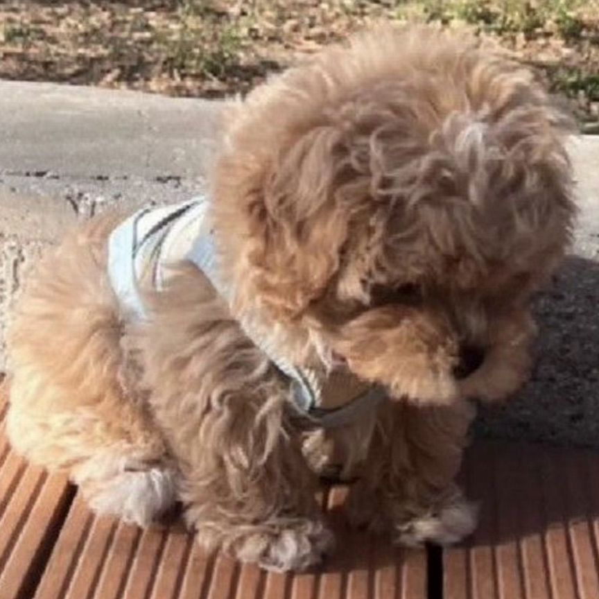 Мальтипу, щенок