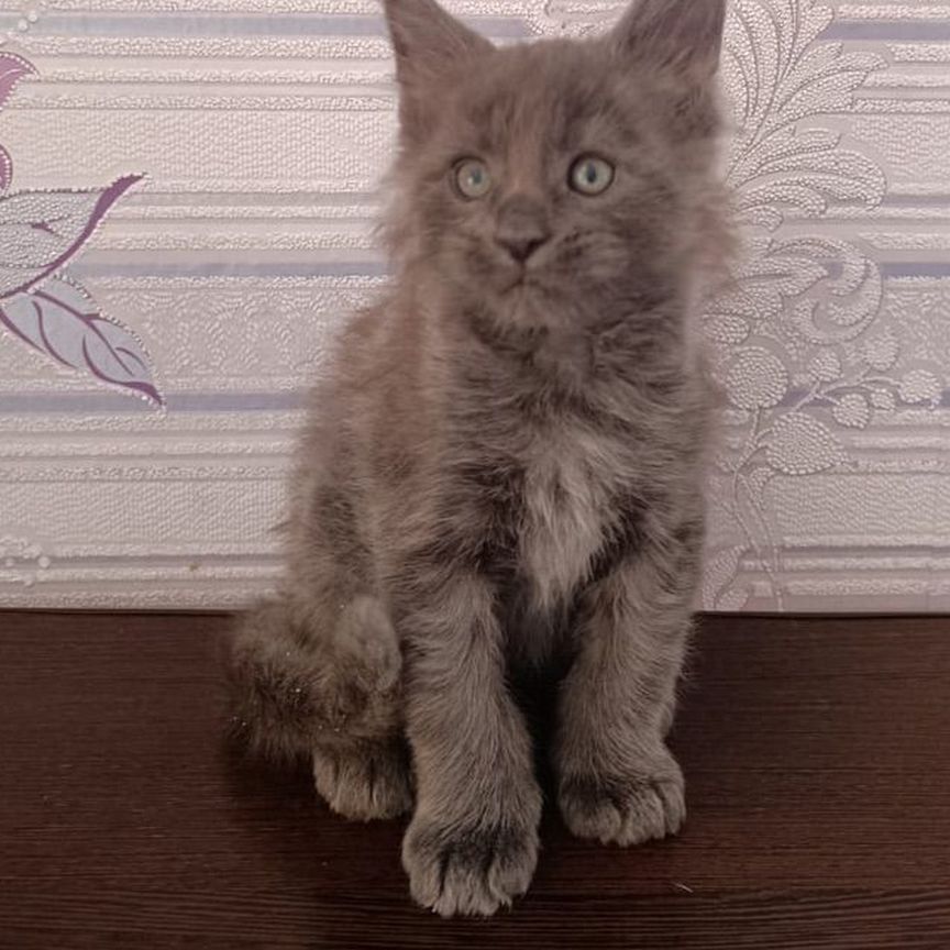 Домашние животные котята