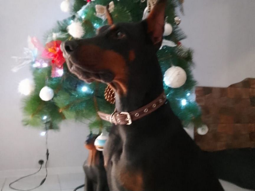 Доберман в дар