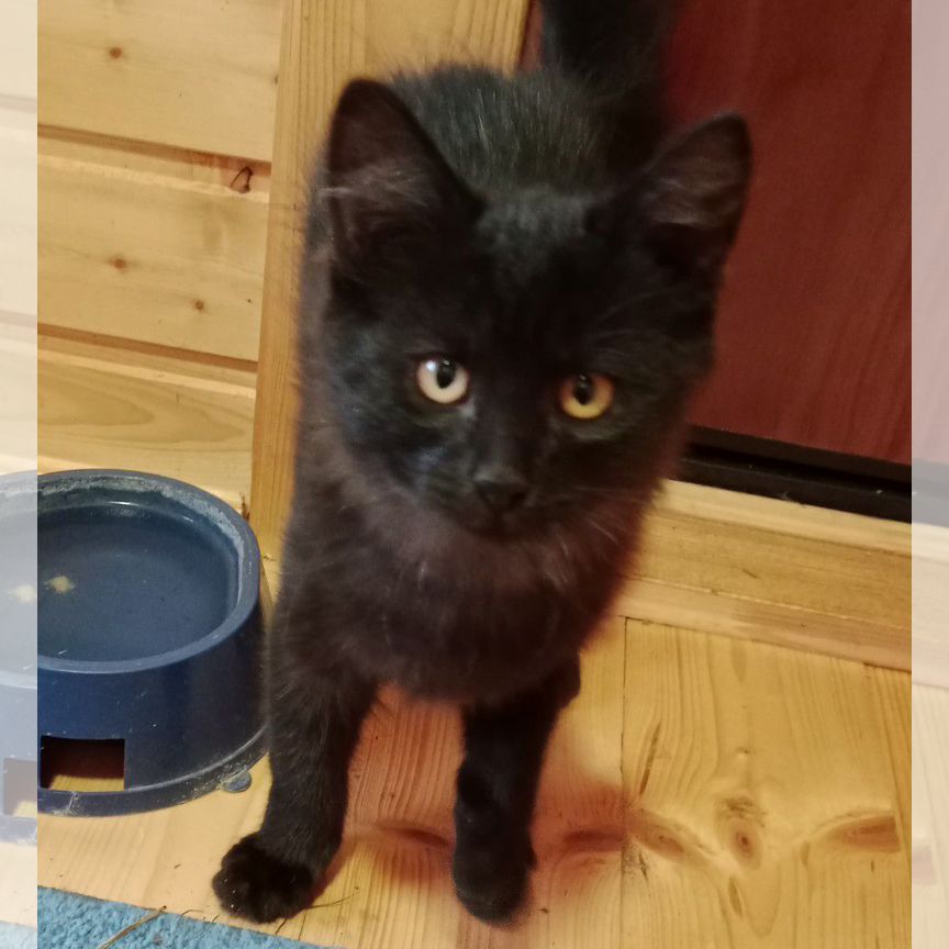Котенок в добрые руки