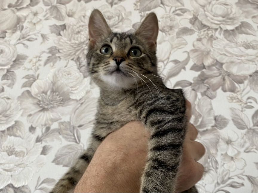 Чудесная тигрулька в ответственные ручки