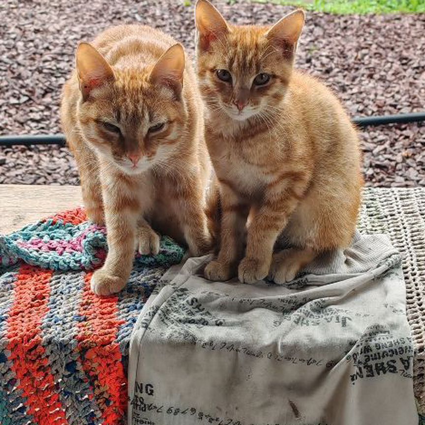 Котята в добрые руки бесплатно мальчик