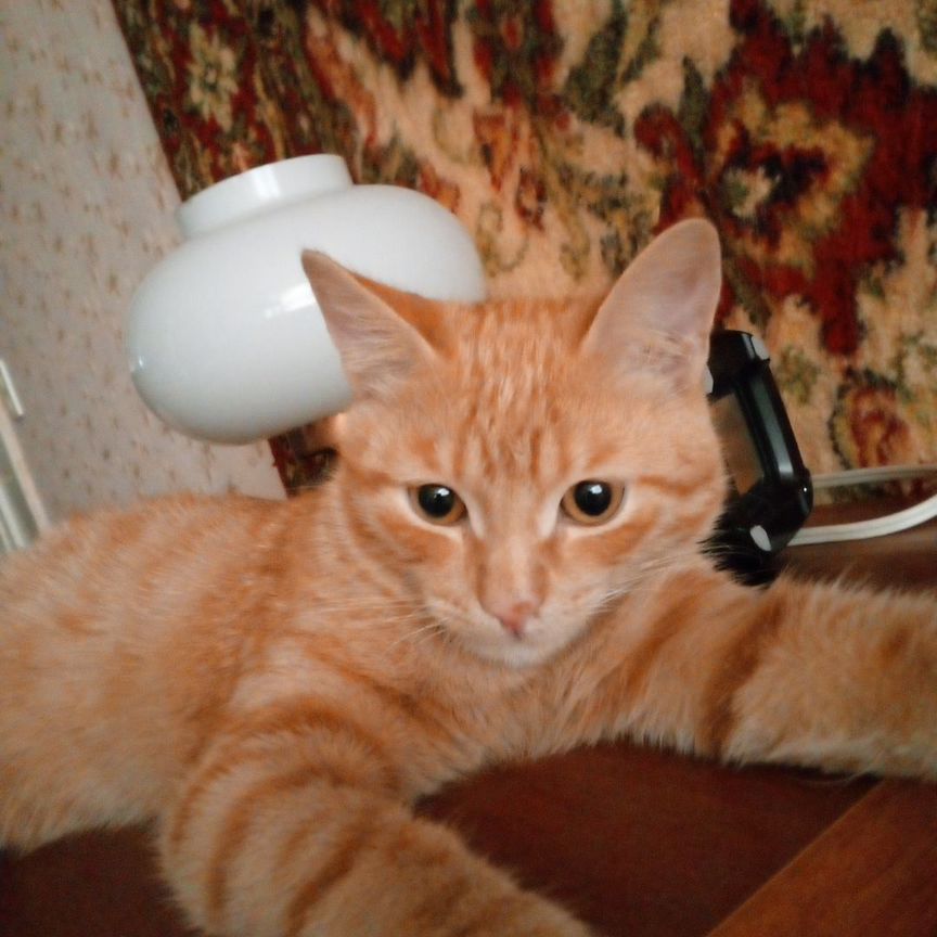 Отдам в заботливые руки, тигрового котёнка