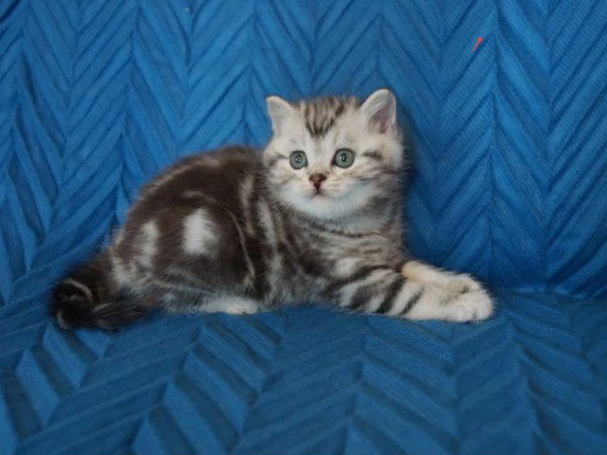 Шотландские мраморные котята готовы на пмж