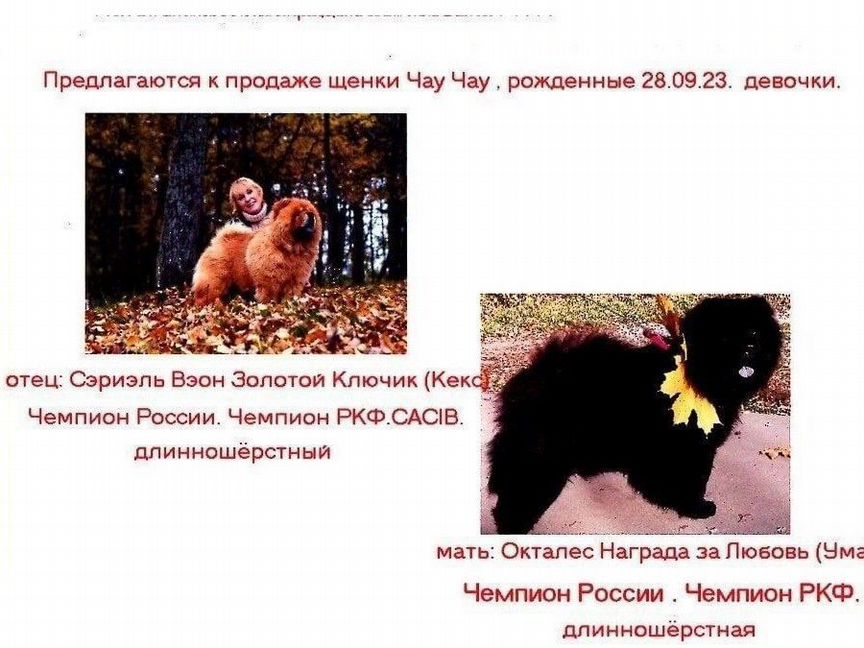 Щенки чау-чау