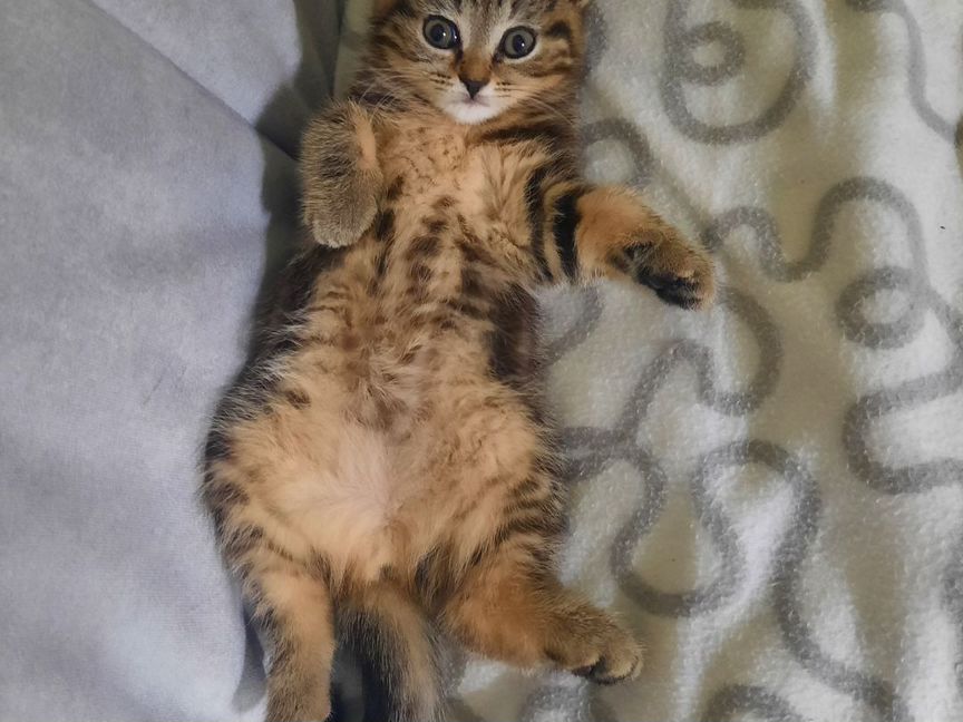Кошка