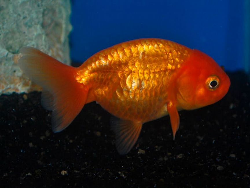 Ранчу (Ranchu Goldfish) красный