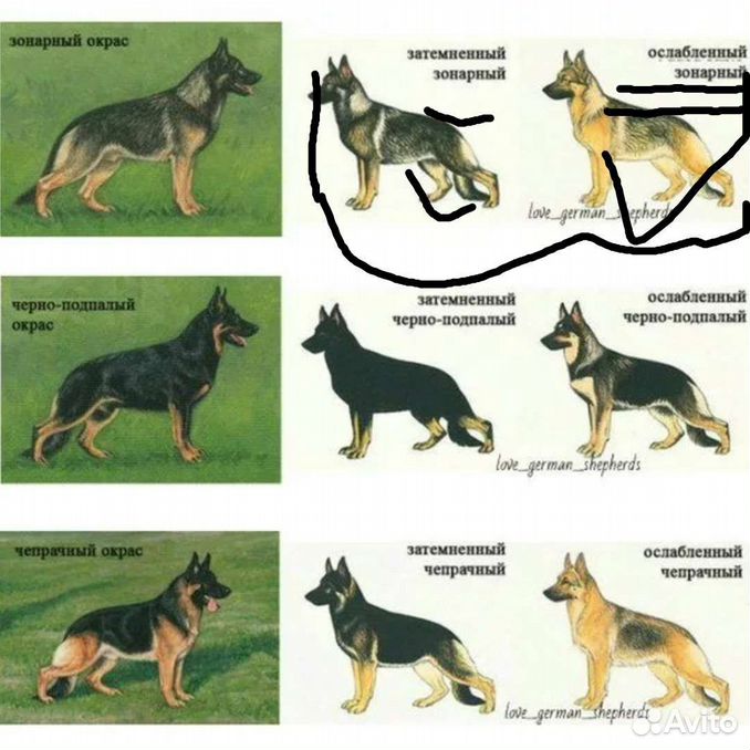 Восточноевропейская овчарка