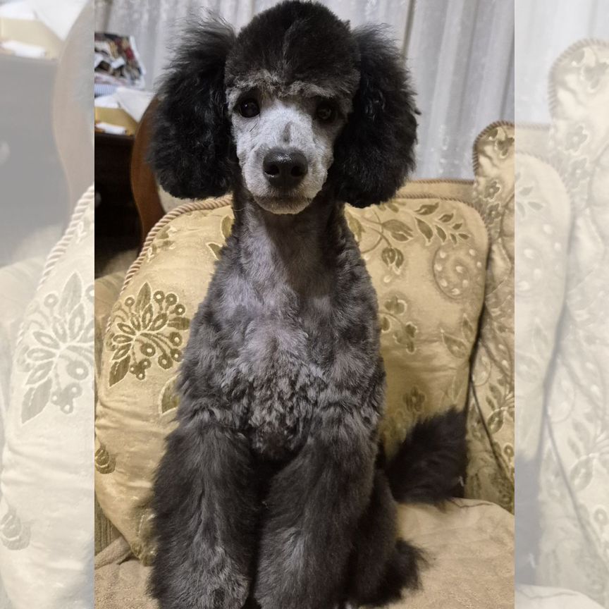 Пудель, щенок