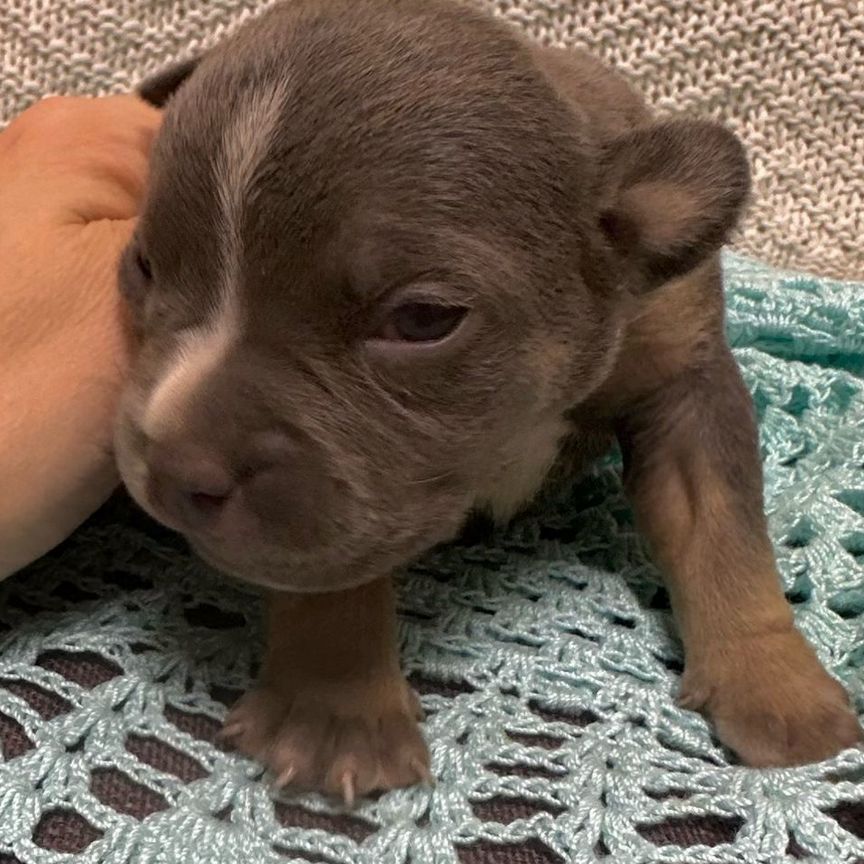 Американский булли, щенок