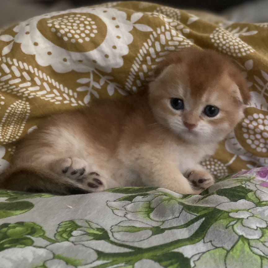 Шотландский котик ny12