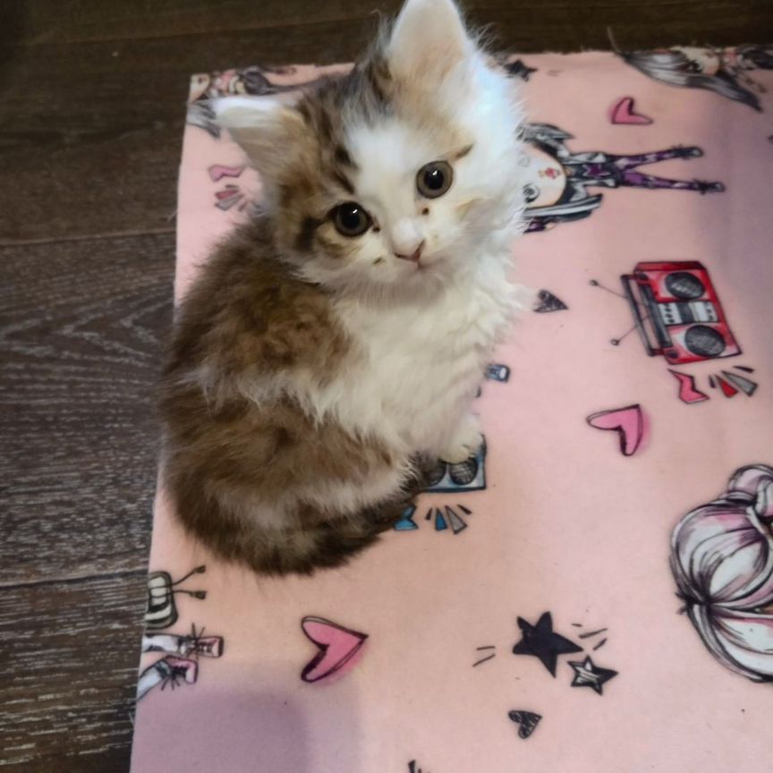 Котенок