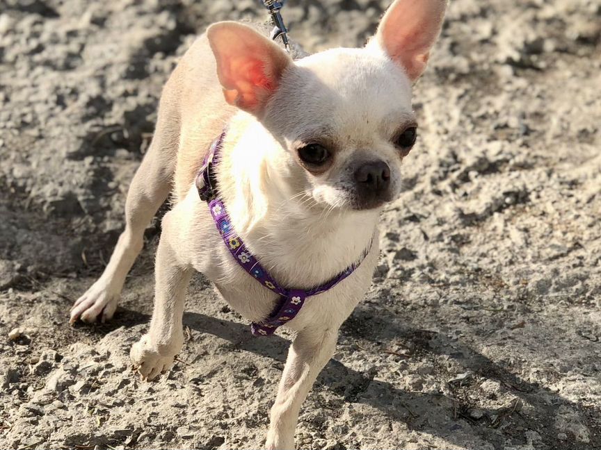 Станьте лучшим другом для чихуахуа