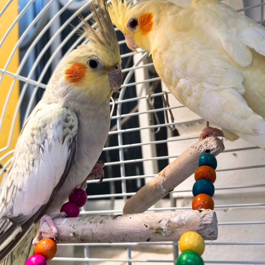 Волнистый попугай и корелла