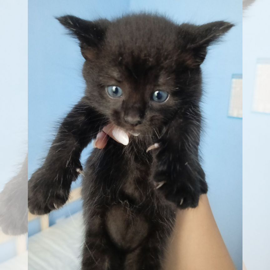 Отдам котенка кошка