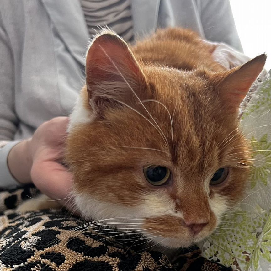 Анатолийский, взрослый кот