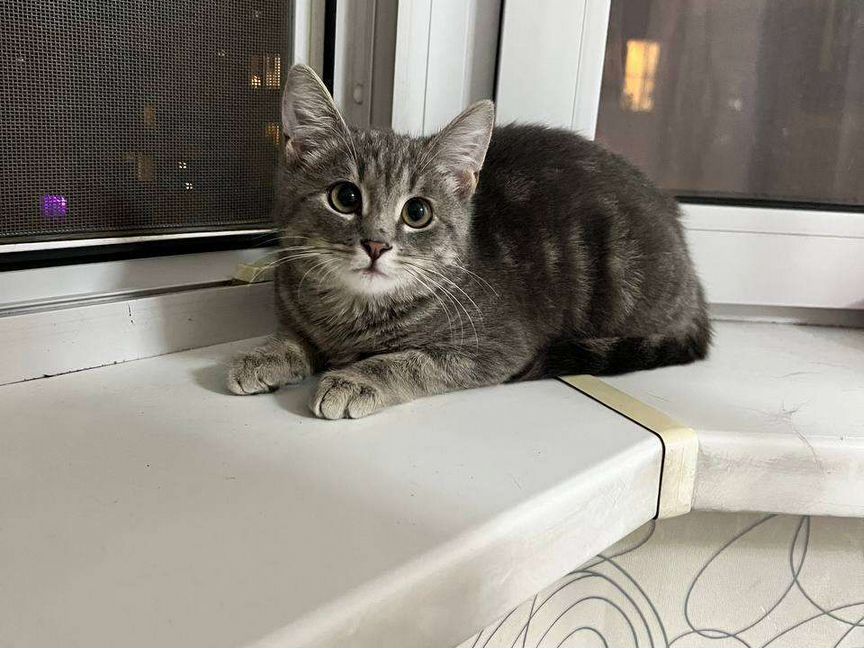 Котёнок серый Север 4 месяца