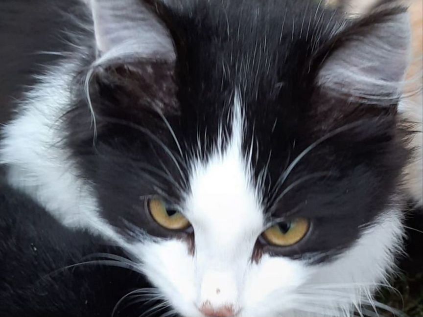 Котенок Маркиз 5 мес ждёт Вас