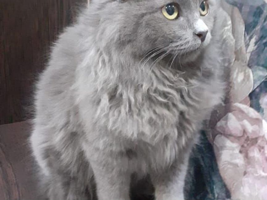 Котёнок Шопен
